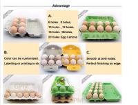 China Egg Tray Egg Plate Thermocol Foam Food Container Production Equipment for sale