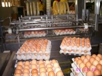 China 2000pcs/H Molding Paper Pulp Egg Tray Machine 153KW for sale