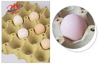 China Waste Recycling Molding Paper Egg Tray Machine 2500pcs/H for sale