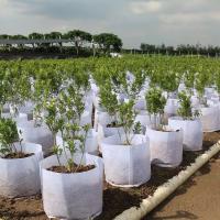 China Eco-Friendly Felt Plant Growing Bag for Cultivation and Gardening 10L for sale