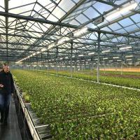 China Corrosion Resistance Agriculture Solar Energy Greenhouse 2.0mm 2.5mm Thickness for sale