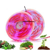 China DC12V DIY Red Blue 3:1 4:1 5:1 Led Mood Light 12V Grow Light Strips For Plants for sale