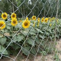 China Galvanized Chain Link Fence with Powder Coated Finish for sale