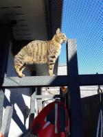 China Customized Mesh Size 10m X 3m White Balcony Protection Knotted Netting Cat Safety Net for sale