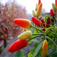 China Room Temperature Red Jinta Chilli Pepper Superior Quality Guaranteed for sale