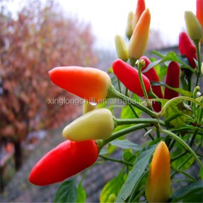 China Room Temperature Red Jinta Chilli Pepper Superior Quality Guaranteed for sale