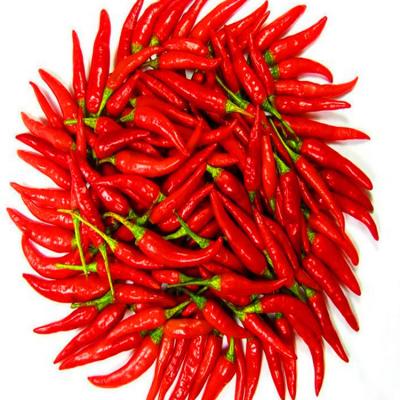 China Power Packed Flavor Cayenne Chili Pepper 90000 SHU Of Sichuan Cuisine With Red for sale