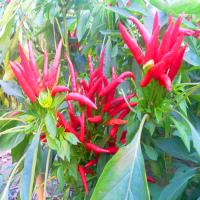 China Top Quality Air And Sun Dried Red Chilli Peppers  90,000 SHU for sale