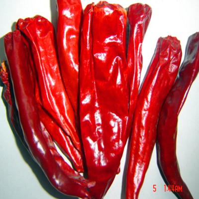 China Hot Pot / Sichuan Cuisine Must-Have Dried Red Chilli Peppers With Strong Pungent Flavor for sale