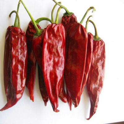 China Spicy Yidu Chili Strong Pungent Chilli Flavor 100 Kcal/100g 15cm for sale