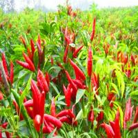 China Premium Dried Red Chilli Peppers With Cayenne Chili Pepper Flavor For Buyers for sale