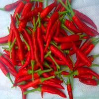 China Hot Pungency Dried Red Chilli Peppers For Hot Pot/ Sichuan Cuisine for sale