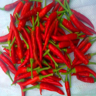 China Hot Pungency Dried Red Chilli Peppers For Hot Pot/ Sichuan Cuisine for sale