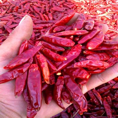 China Peppers Chilli Moisture 12%max Moisture Controlled Peppers for sale