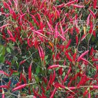 China Stemless Or Stem Cut Hot Chilli Peppers For Your B2B Needs for sale