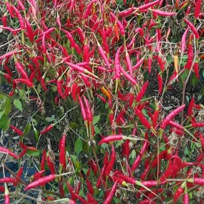 China Stemless Or Stem Cut Hot Chilli Peppers For Your B2B Needs for sale