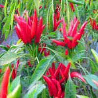 China Hot Pungency 10,000 SHU Dried Red Chilli Peppers Strong Pungent Chilli Flavor Peppers for sale