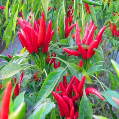 China Hot Pungency 10,000 SHU Dried Red Chilli Peppers Strong Pungent Chilli Flavor Peppers for sale