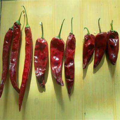 China 500 SHU Heat Yidu Chili Hot And Spicy Ingredients Wholesale for sale