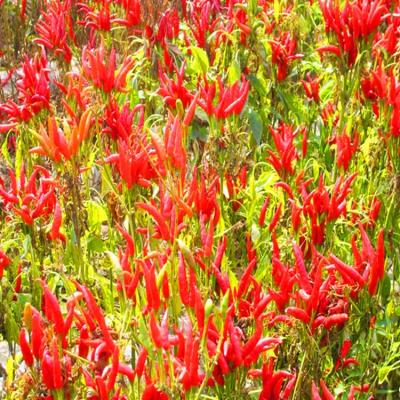 China Sweet Paprika Pepper with Smooth Texture for Food for sale