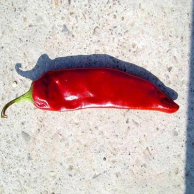 China Bold Paprika With Intense Chili Flavor Rich Red Color And 8-12% Moisture for sale