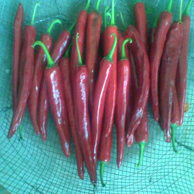 China Fortified Chilli Powder With High Vitamin C Content for sale