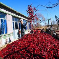 China Yidu Red Chili Enriched with Vitamin A/C and Minerals for sale