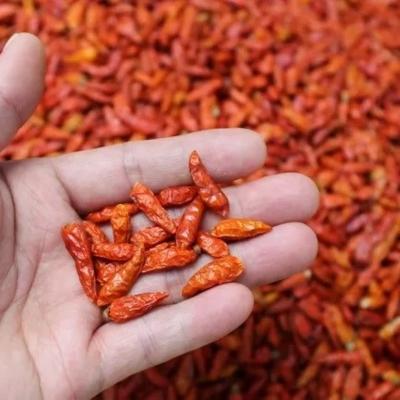 China Hot 20000-30000SHU Hat With Red Bullet Chilli Broken Rate 2%max for sale