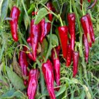 China Spicy Flavour Dried Birds Eye Chilli Oval Shape for sale