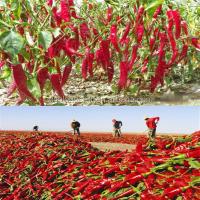 China Cooking Made Easy with Dried Chili Peppers High Nutritional Value of Vitamin C and Antioxidants for sale