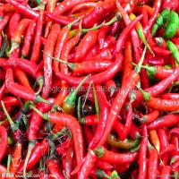 China Raw Processing Type Hot Nutritional Value High In Vitamin C And Antioxidants for sale