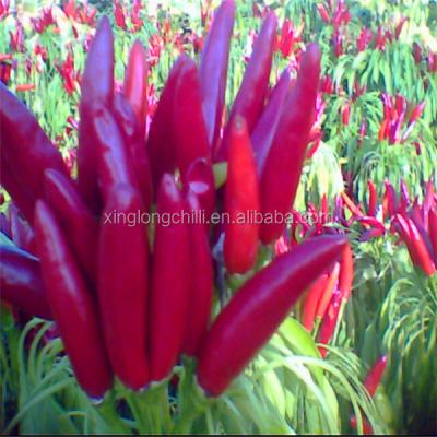 China Spicy dehydrated hot peppers red natural spicy ingredient widely used in culinary and industrial food applications for sale
