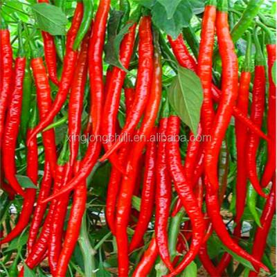 China Red Bullet lightweight bullet optimized for fast installation and reduced operational downtime in production facilities for sale