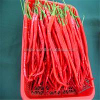 China Small Red Bullet Chilli with Hat Broken Rate 2 Percent Max Meeting Industrial Standards and Bulk Order Requirements for sale