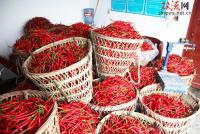 China Slim Curve Sichuan Erjingtiao Pepper With Stem Hot Pot Use for sale