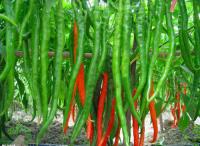 China 4cm-7cm Erjingtiao Dried Chilis Strong & Pungent Chilli Flavor for sale