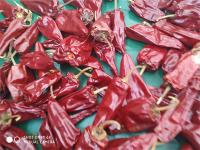 China Grade A 3000-5000shu Jinta Chilli Pepper With Sweet Taste for sale