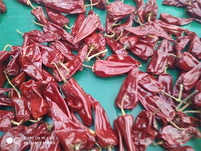 China New Crop Yidu Dried Chili With Stem HACCP Certification for sale