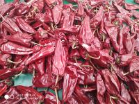 China 8000 SHU Yidu Chili Pungent Chilli Flavor Beijinghong Jinta Chilli for sale