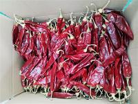 China Jinta Sweet Pepper Paprika Dried Chile Guajillo Spicy 15% Moisture for sale