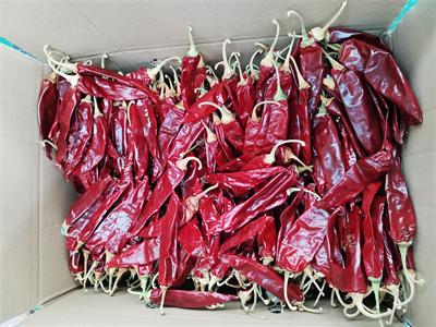 China Jinta Sweet Pepper Paprika Dried Chile Guajillo Spicy 15% Moisture for sale