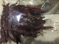 China High Fruitiness Erjingtiao Dried Chilis For Chili Oils Ingredients for sale