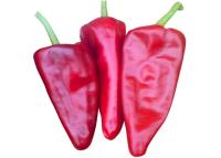 China Nature Red Hot Yidu Chili For Making Sambal 8,000 SHU for sale