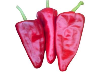 China Nature Red Hot Yidu Chili For Making Sambal 8,000 SHU for sale