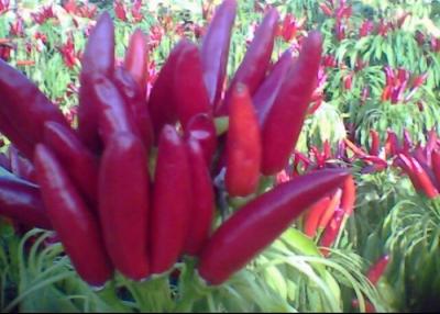 China Round Red Chili Peppers Rich In Vitamin C for sale