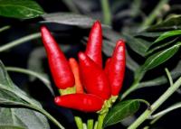 China Stemless Bullet Head Chili Dehydrated Chaotian Sun Dried Red Peppers for sale