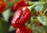 China Dried Round Chili Peppers With Intense Heat Spicy Flavor for sale