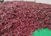 China Dehydrating Sweet Paprika Chilli Pepper Vacuum Sealed 1%Max for sale