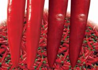 China Dried Red Jinta Chilli 8000SHU Stick Shape Guajillo Pepper KOSHER for sale