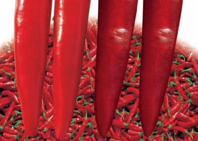 China Dried Red Jinta Chilli 8000SHU Stick Shape Guajillo Pepper KOSHER for sale
